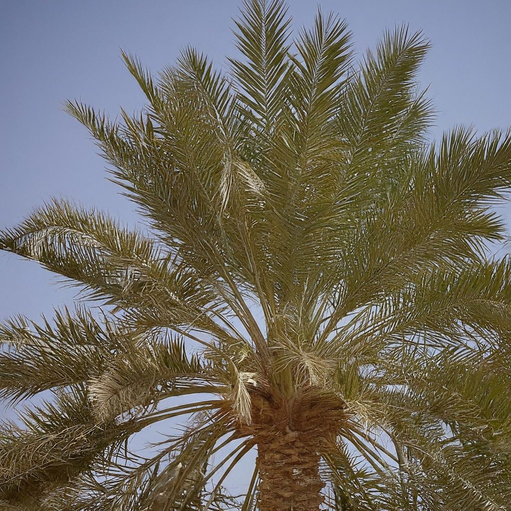 Understanding The Saudi Phone Code: A Comprehensive Guide