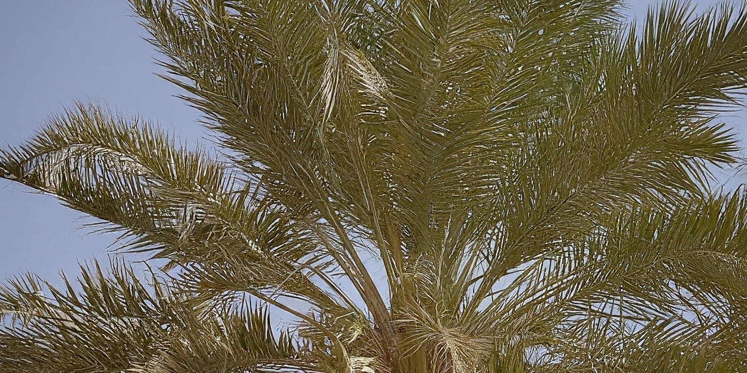 Understanding the Saudi Phone Code: A Comprehensive Guide – pixelsseo ...