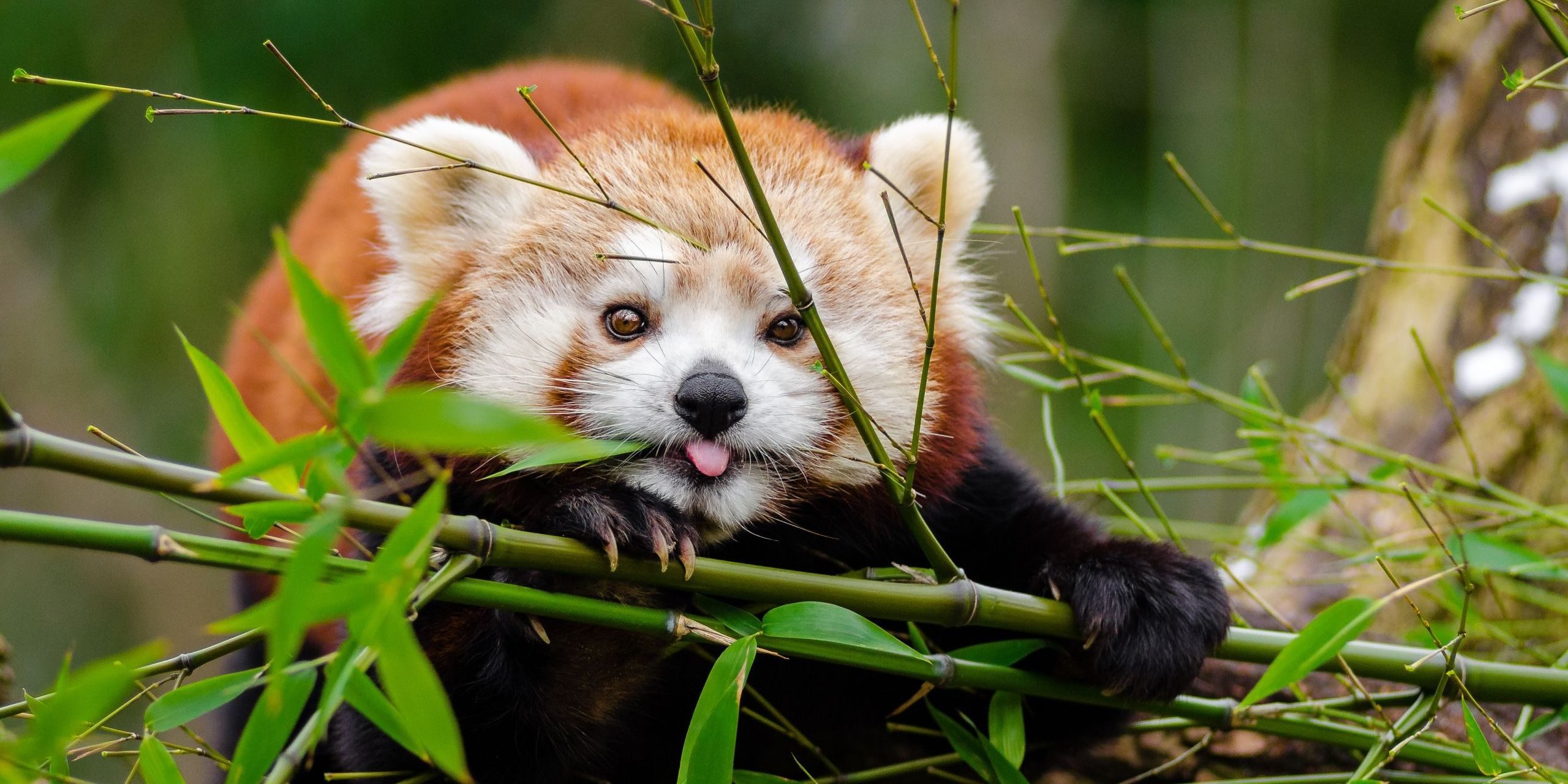 The Ecological Role of Red Pandas: Guardians of the Forest – pixelsseo ...